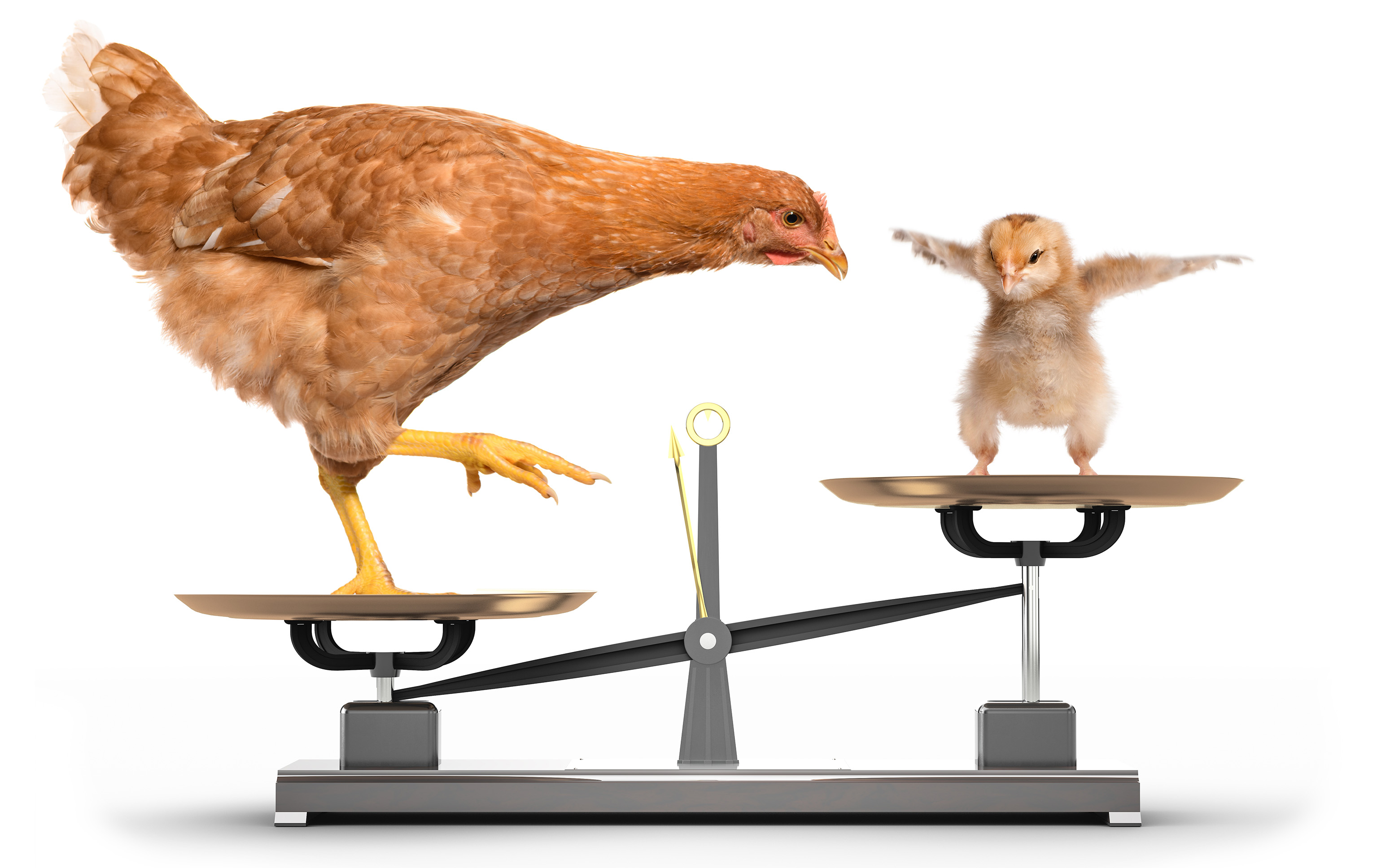 Broiler house climate control | Munters