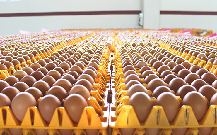 Layer hen farm management | Munters