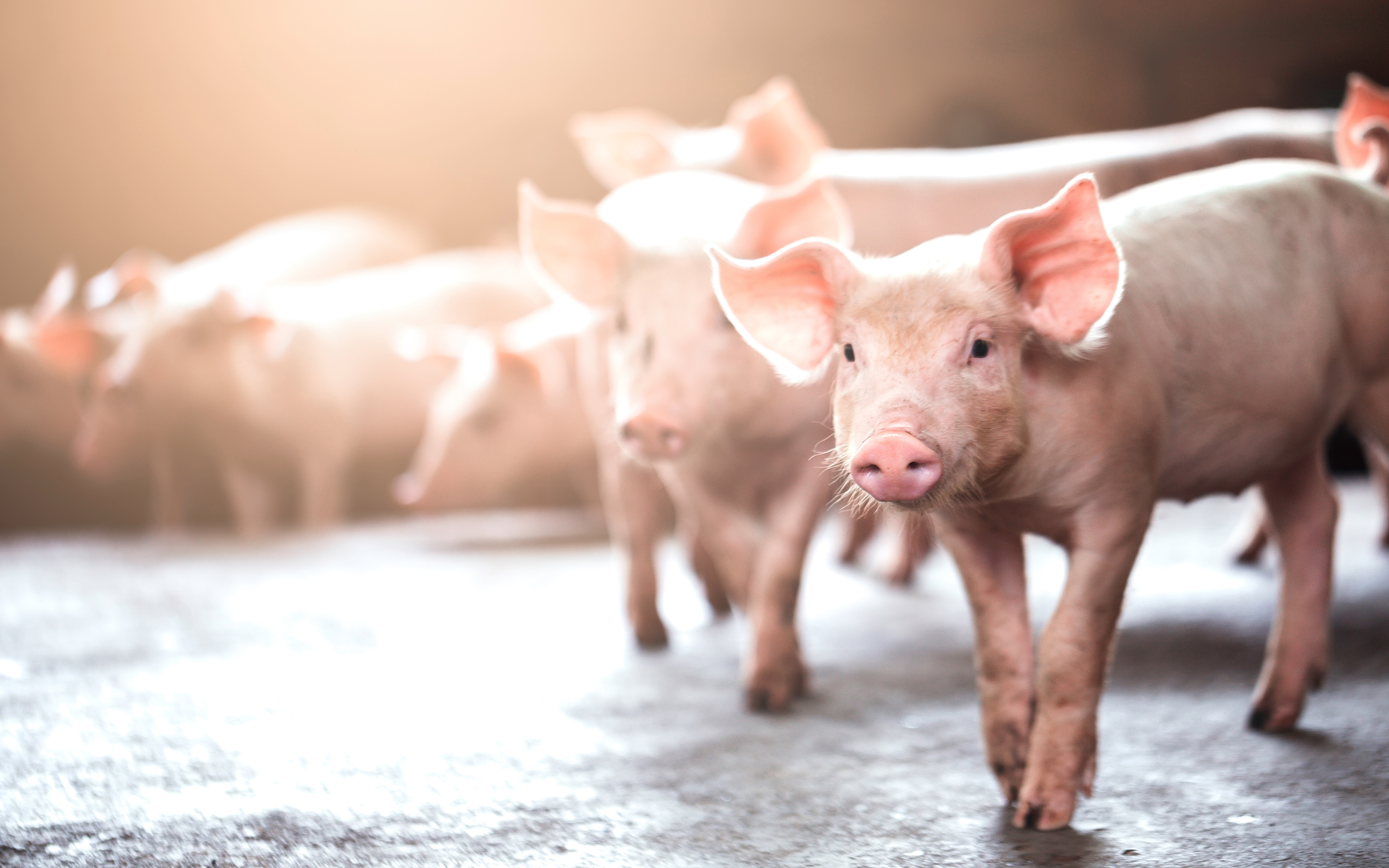 Pig farms | Munters